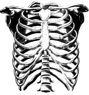 Torso skeleton – Ink Slinger Editorial Services